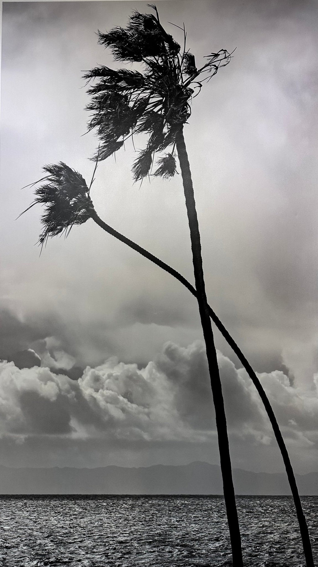 Crossed Palms – Studio CT